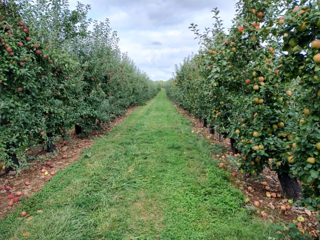 The Best Apple Picking in New Jersey [2024 UPDATE] | Jersey Digs