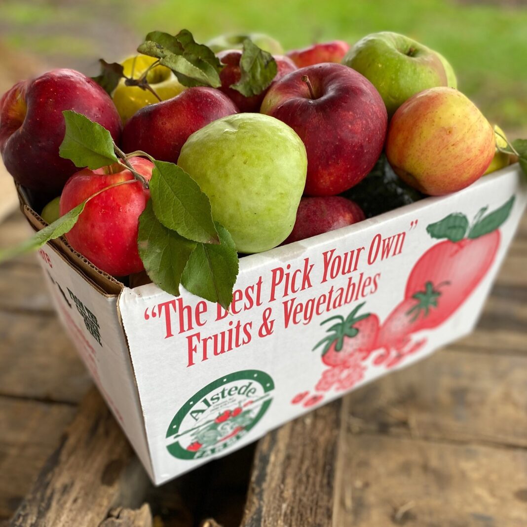 The Best Apple Picking in New Jersey [2024 UPDATE] | Jersey Digs