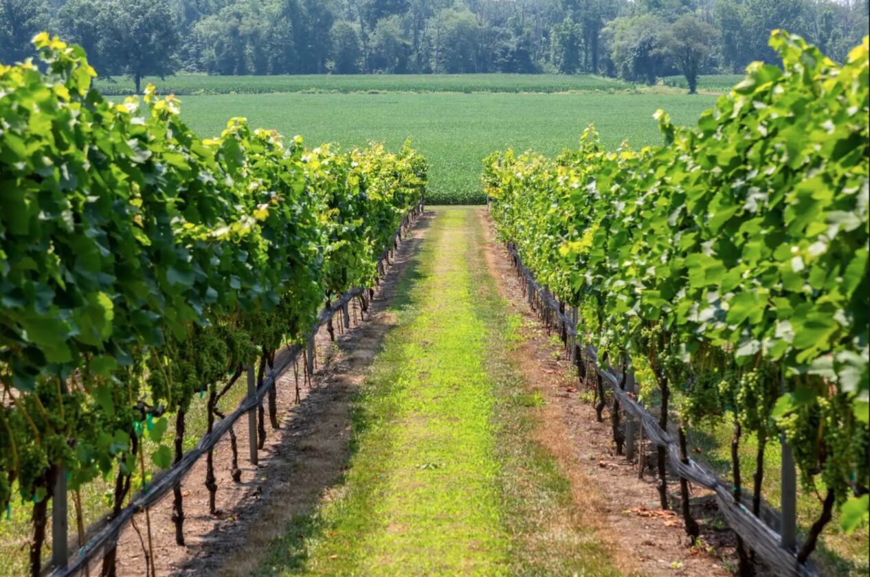 New Jersey Vineyard Estate Listed for $6.5M with Manor and Tasting Room ...